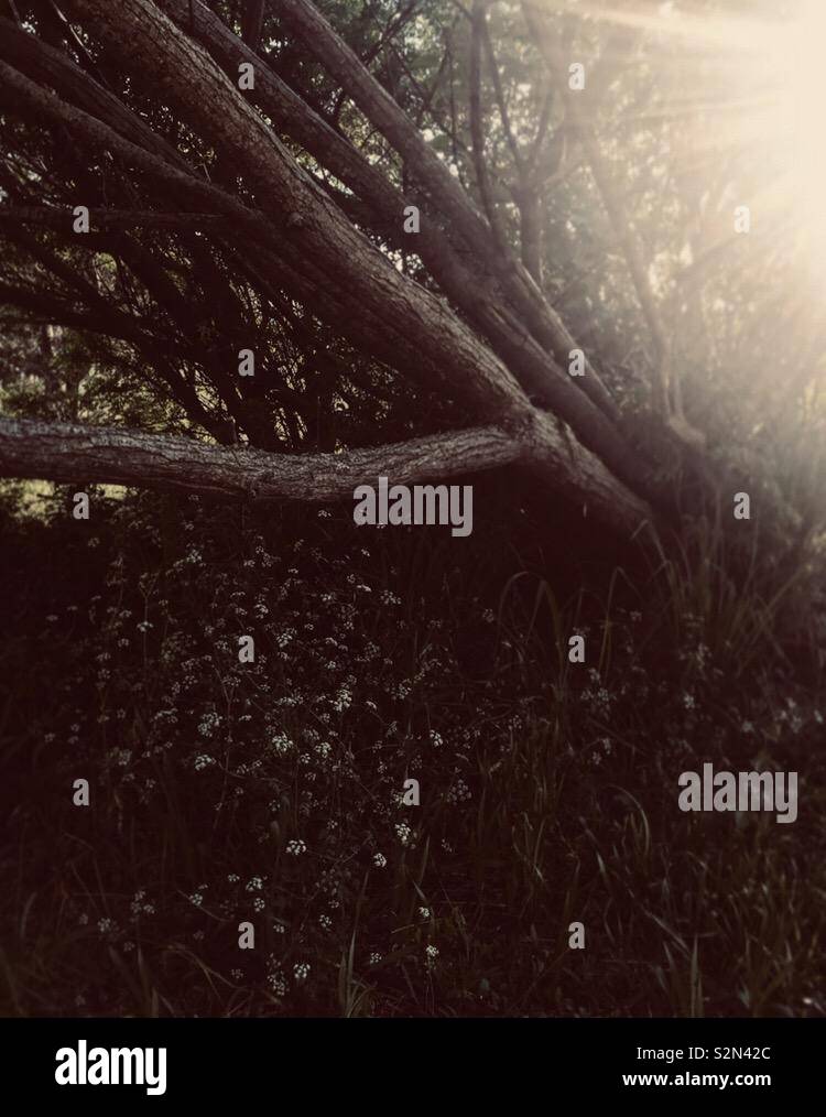 Sun Beaming onto tree Stock Photo - Alamy