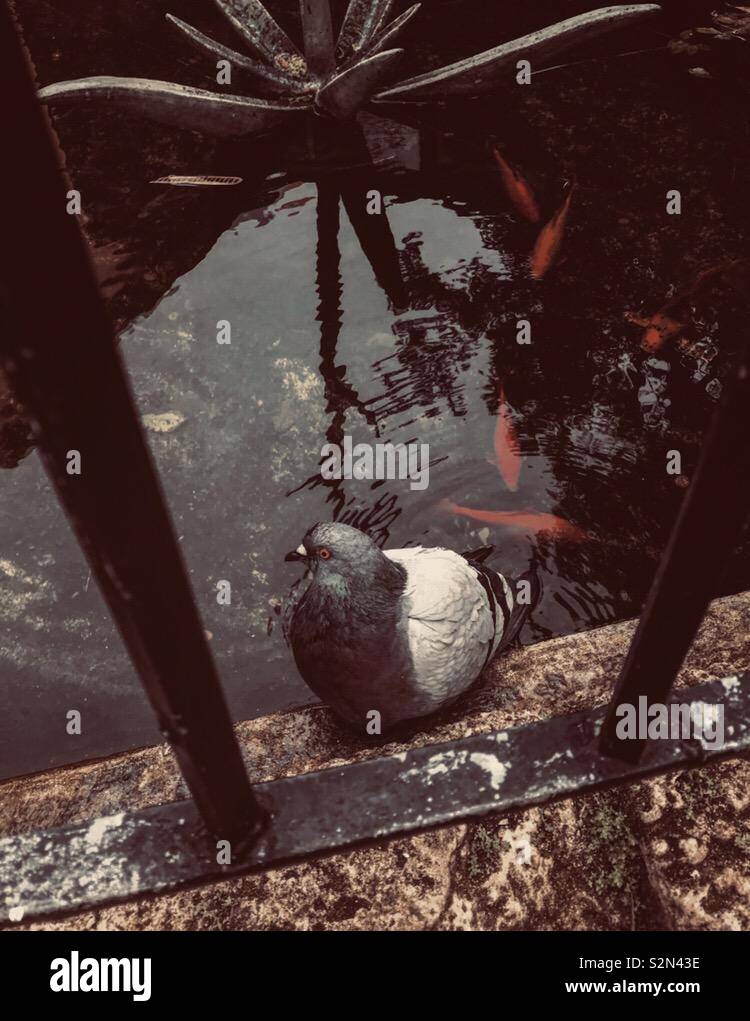 Red pigeon fish hi-res stock photography and images - Alamy