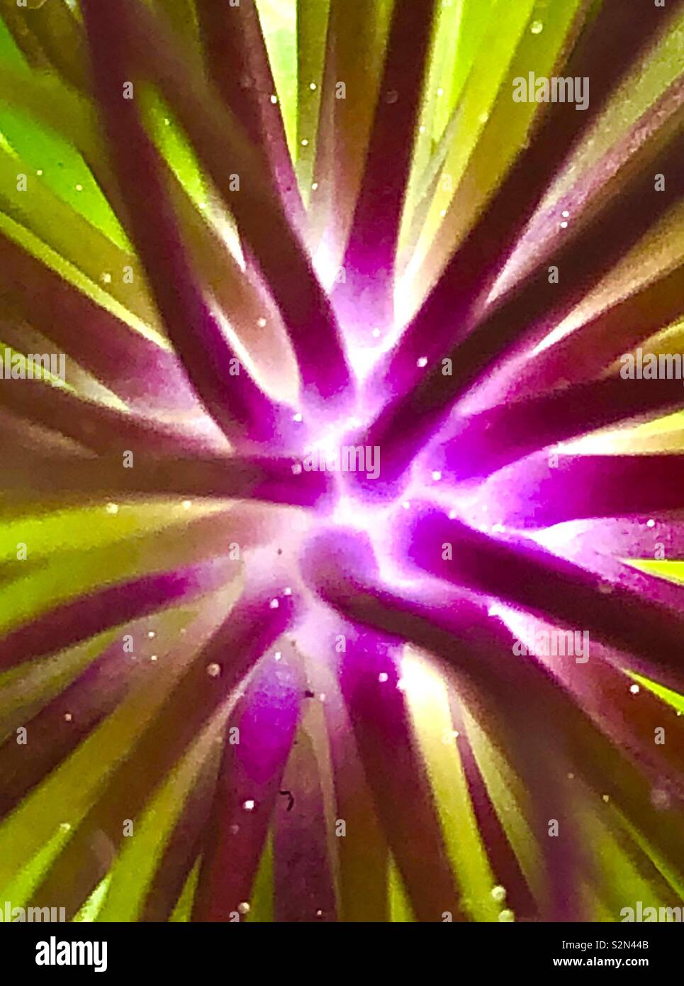 Central floral illustration hi-res stock photography and images - Alamy