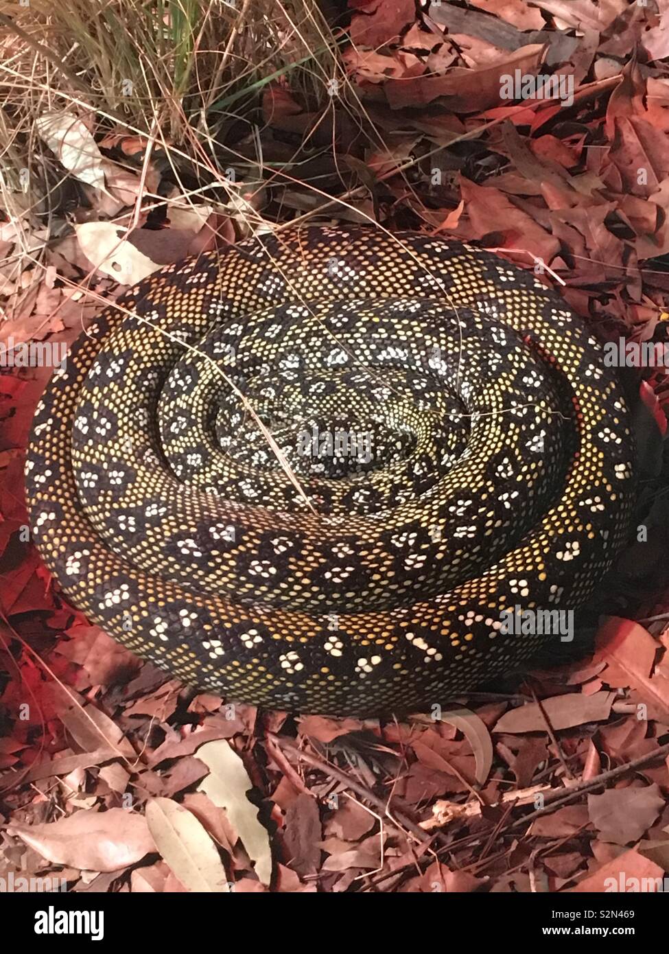 Mesmerised hi-res stock photography and images - Alamy