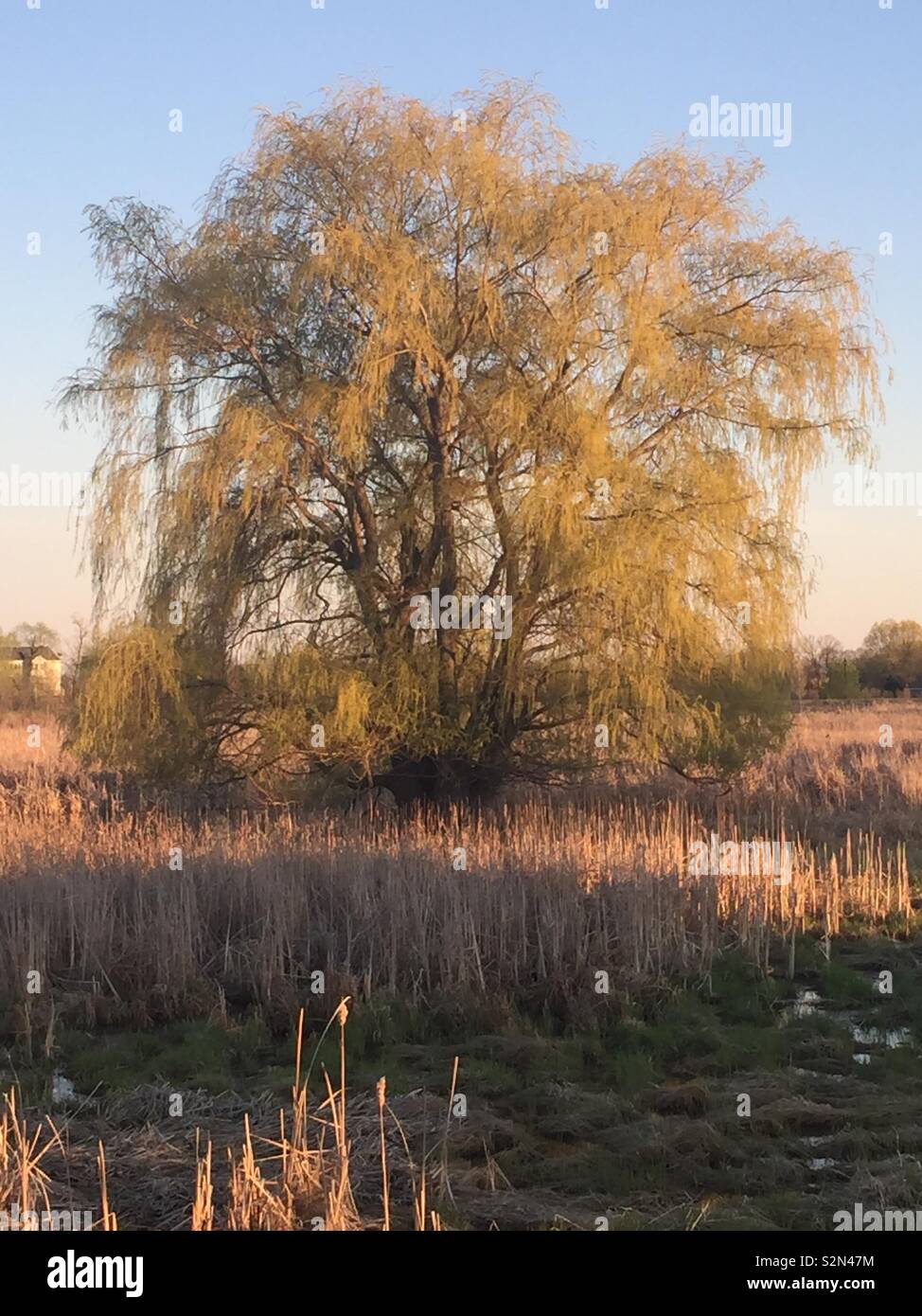 Tree getting leaves in the spring Stock Photo - Alamy