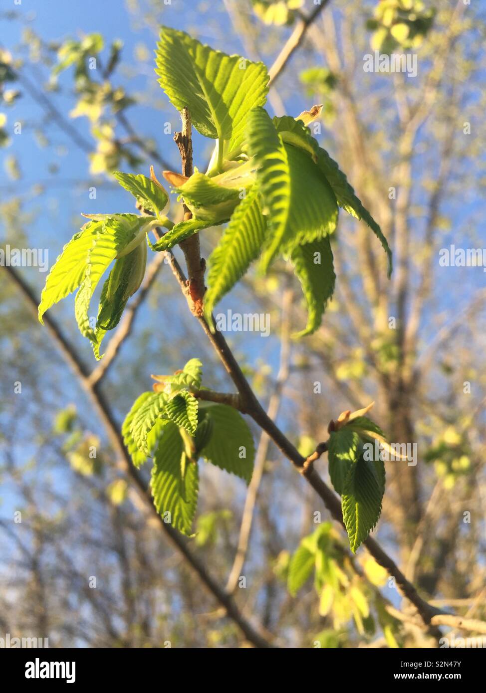 Green leaves budding hi-res stock photography and images - Alamy