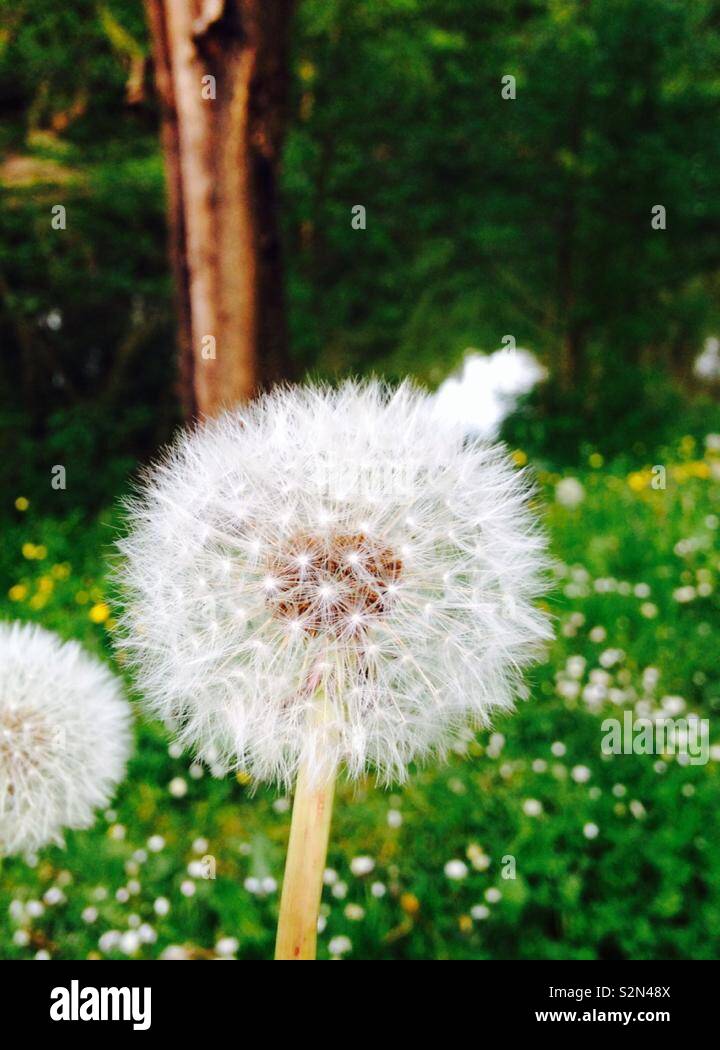Dandelion puff ball Stock Photo - Alamy