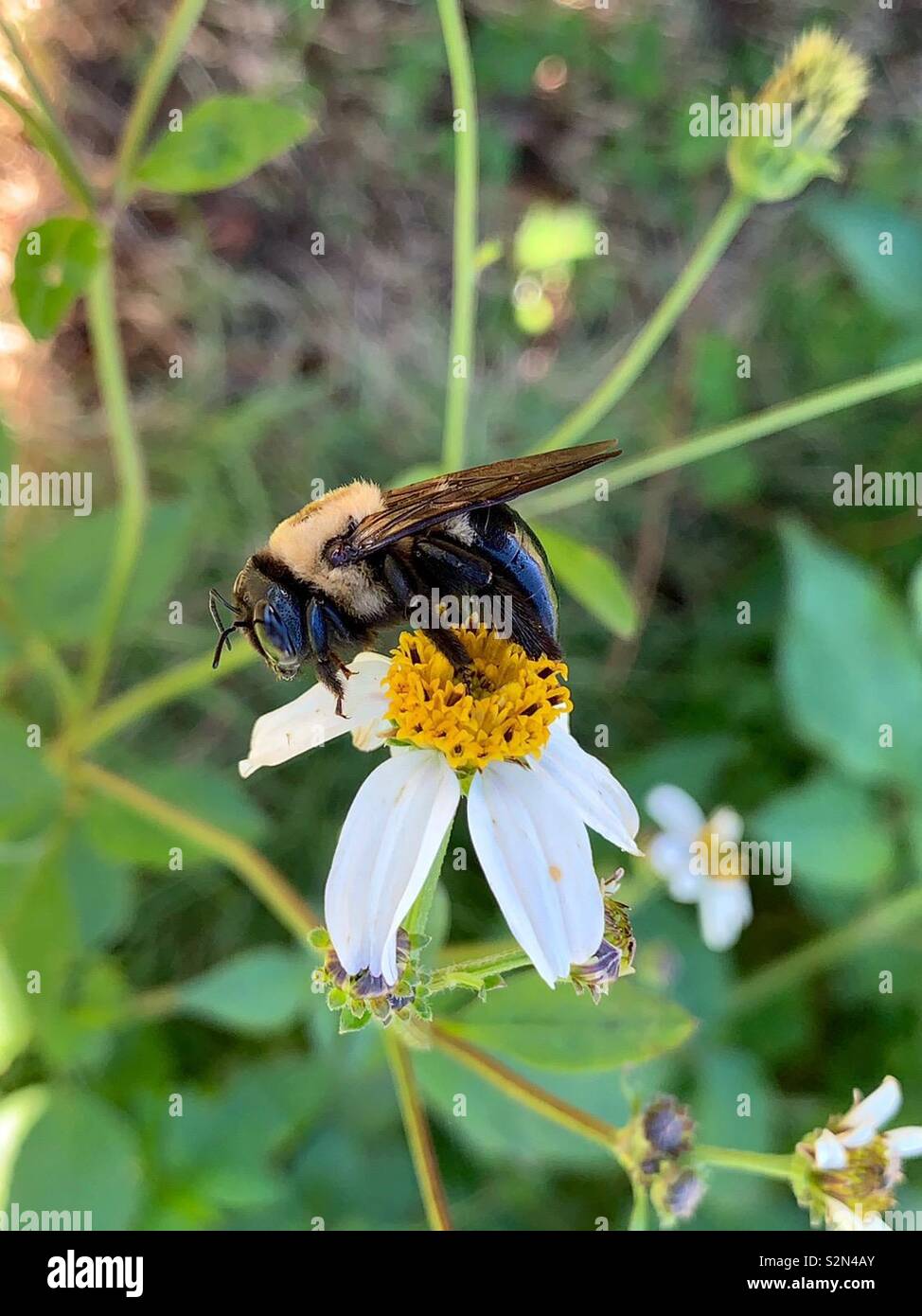 Bumble bee plants hi-res stock photography and images - Alamy