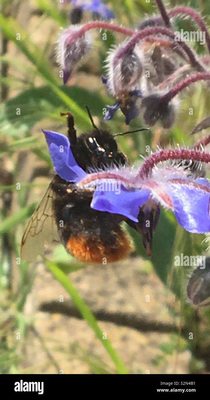 Waving bee hi-res stock photography and images - Alamy