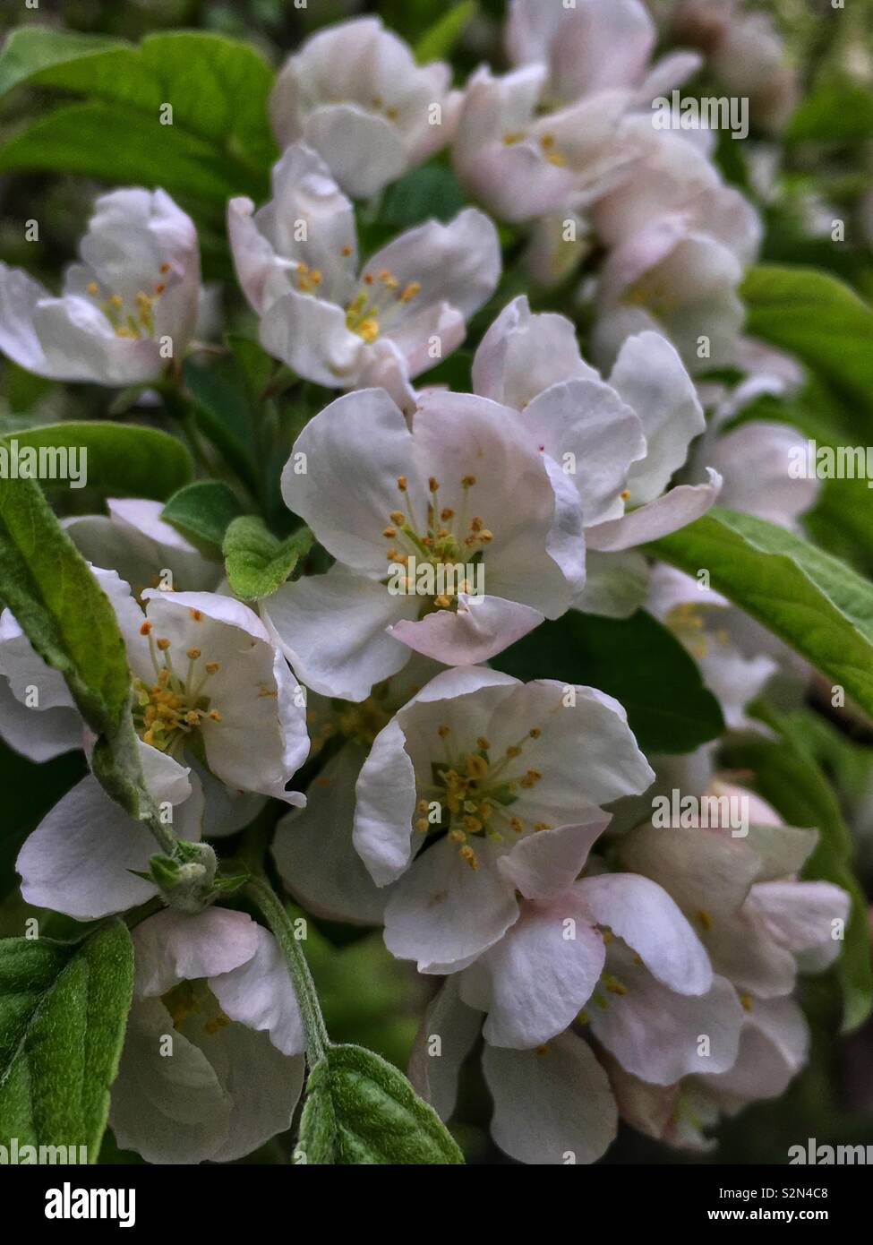 White crabapple tree blossoms in full bloom Stock Photo - Alamy