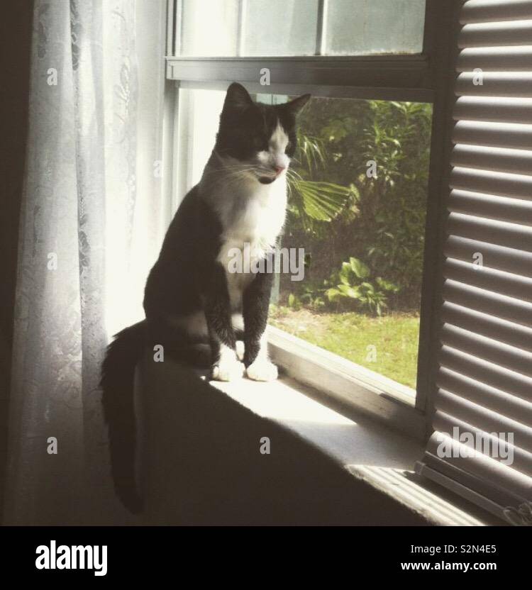 Cat sitting on windowsill Stock Photo - Alamy