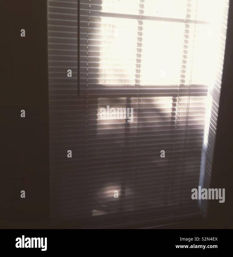 Tree Shadows hitting window Stock Photo - Alamy