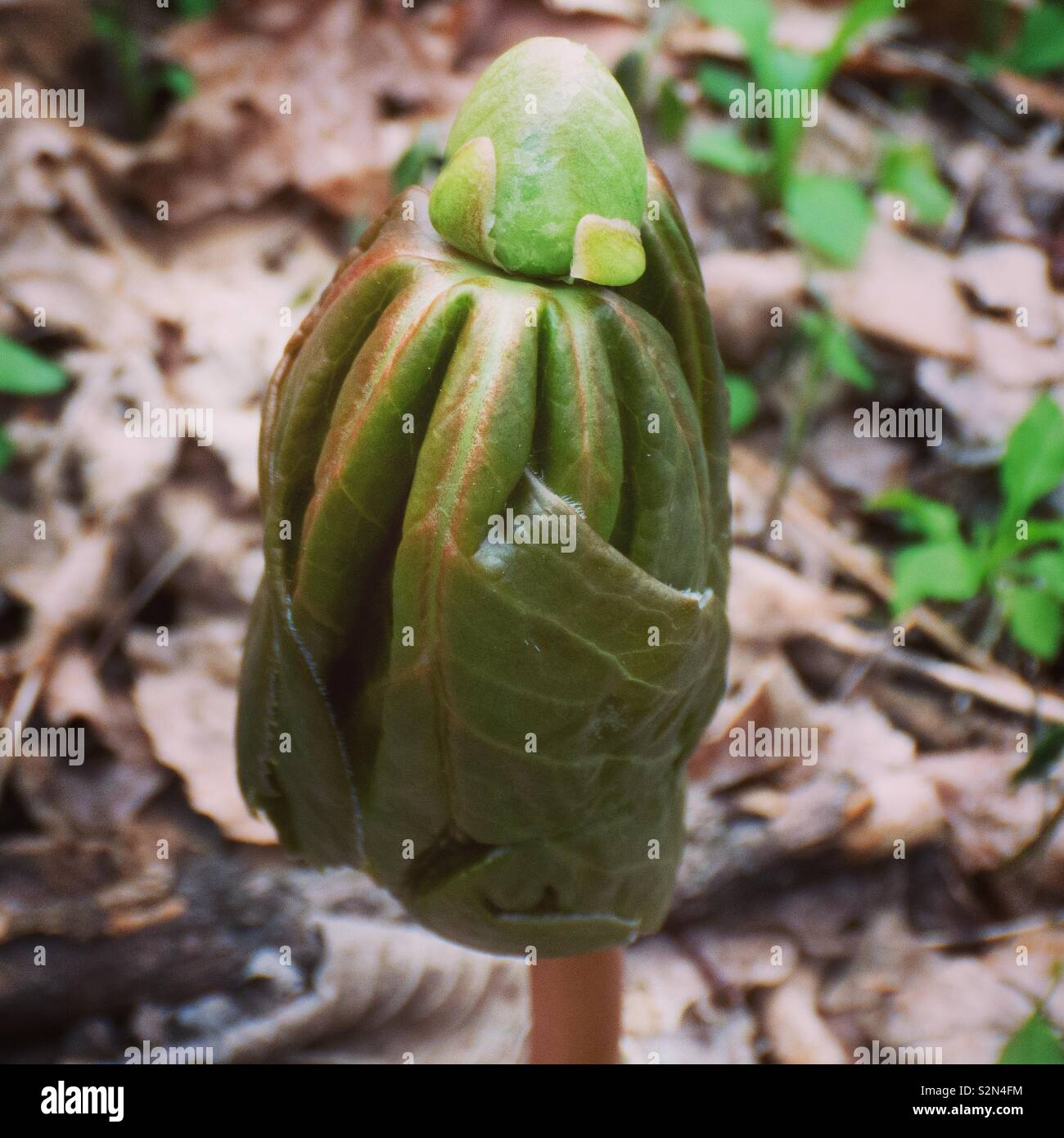 Mayapple hi-res stock photography and images - Alamy