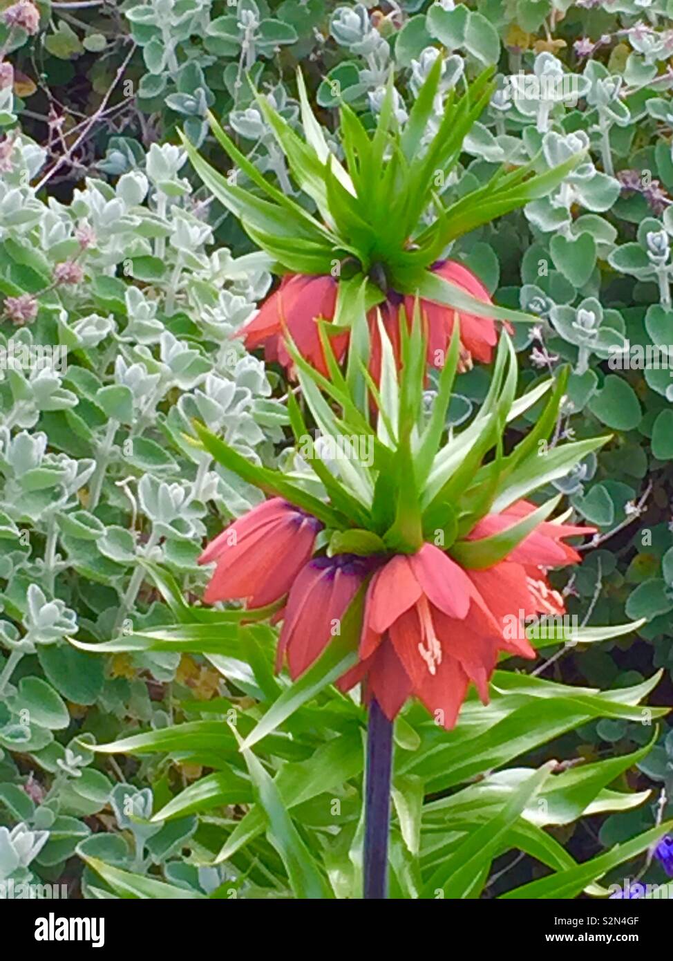 Fritilária hi-res stock photography and images - Alamy