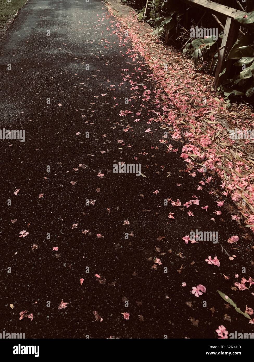 Falling Flower Petals Stock Photo - Alamy