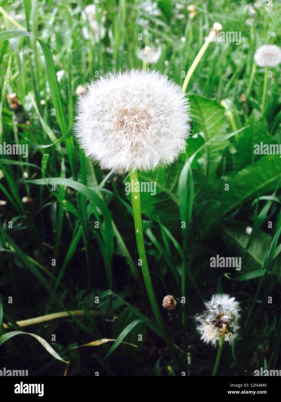Beautiful follower, make a wish Stock Photo - Alamy