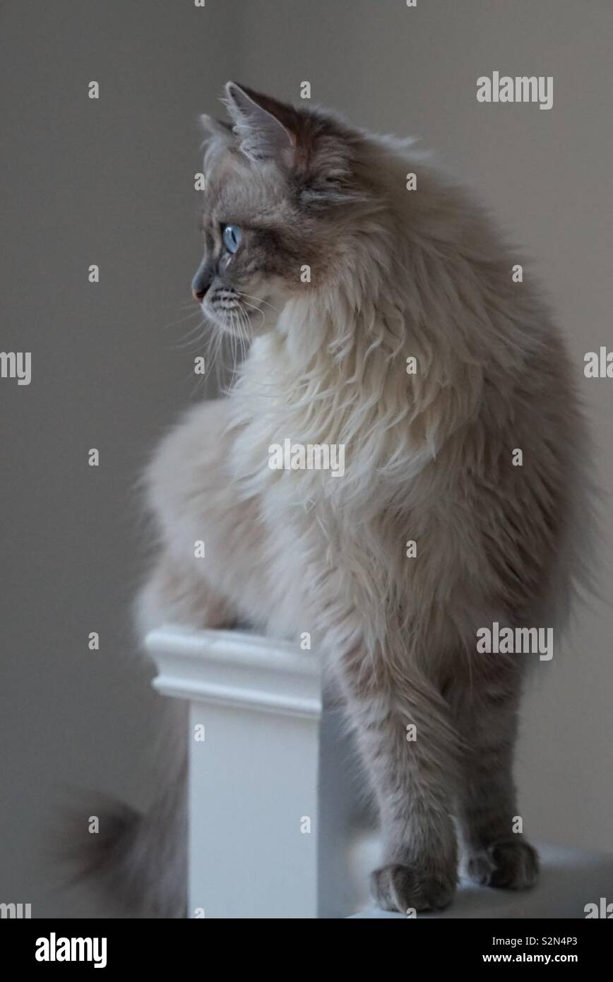 Blue Lynx Ragdoll Stock Photo - Alamy