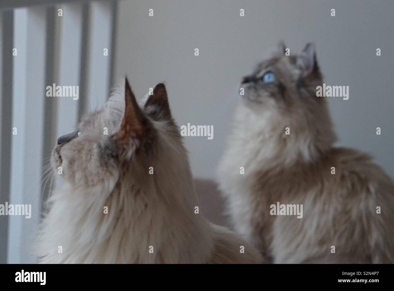 Cats pet kitty pedigree hi-res stock photography and images - Alamy