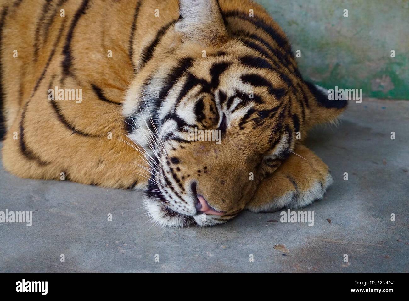 Sleeping Tiger, Thailand Stock Photo - Alamy