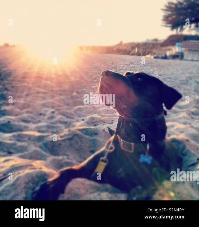 Chilling dog hi-res stock photography and images - Alamy