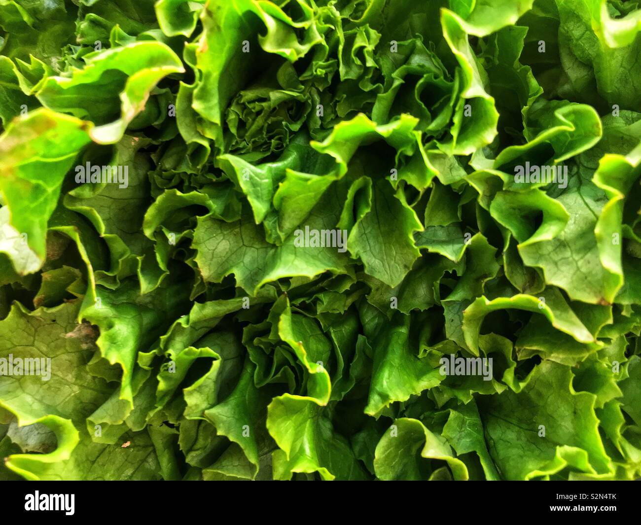 Full frame of fresh green lettuce piled high at the local produce ...