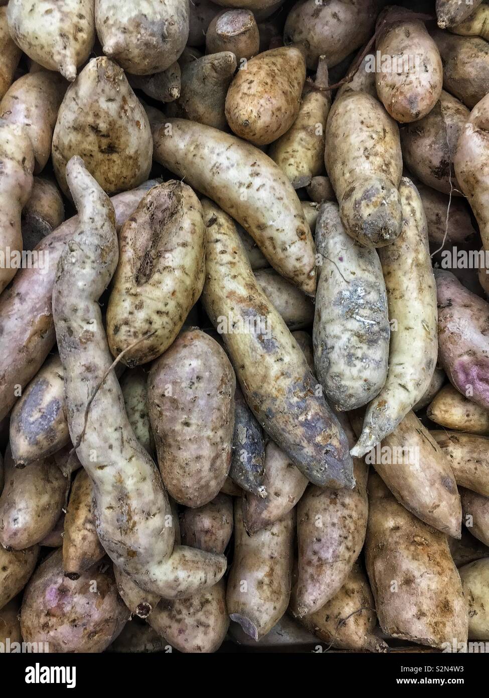 Full frame of fresh Hawaiian yams piled high at the local produce ...