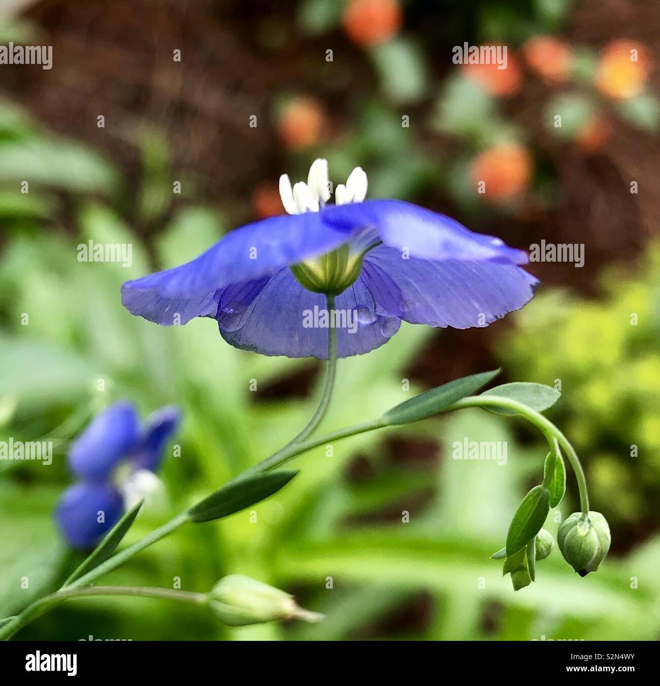 Single flax blossom with stamen detail Stock Photo - Alamy