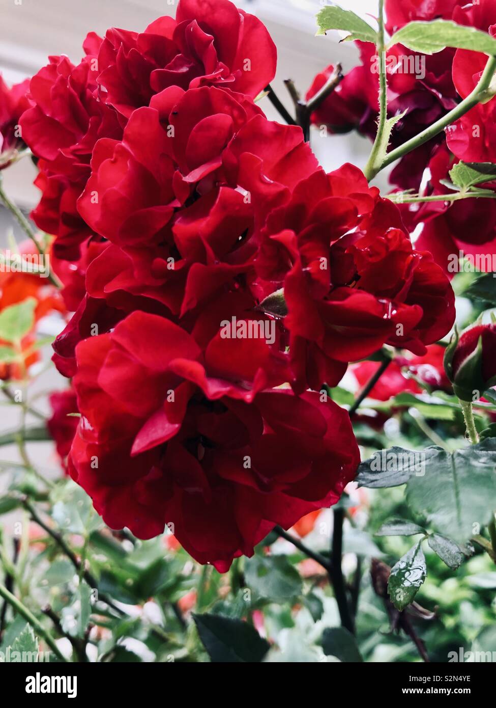 Spray Roses High Resolution Stock Photography and Images - Alamy