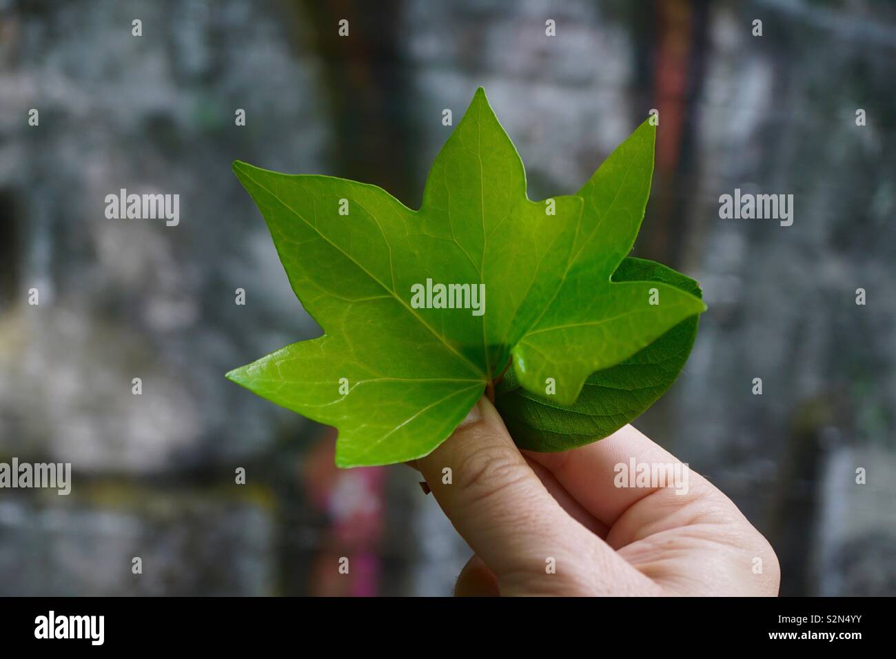 hand and green leaf Stock Photo - Alamy