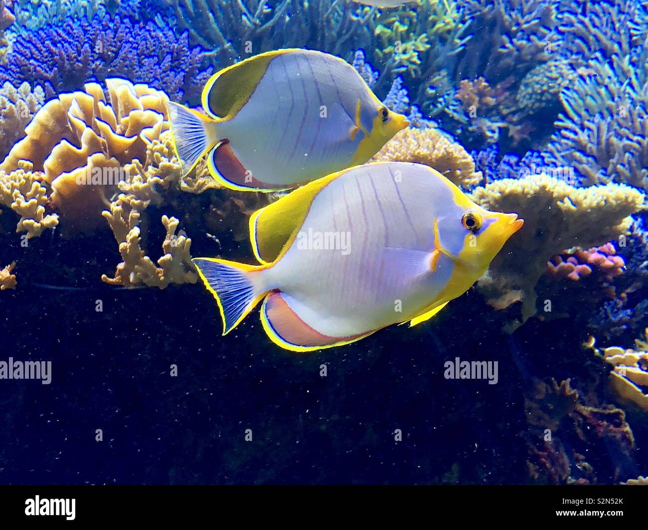 Pair of fish swimming in the Denver aquarium. Stunning contrasts of ...