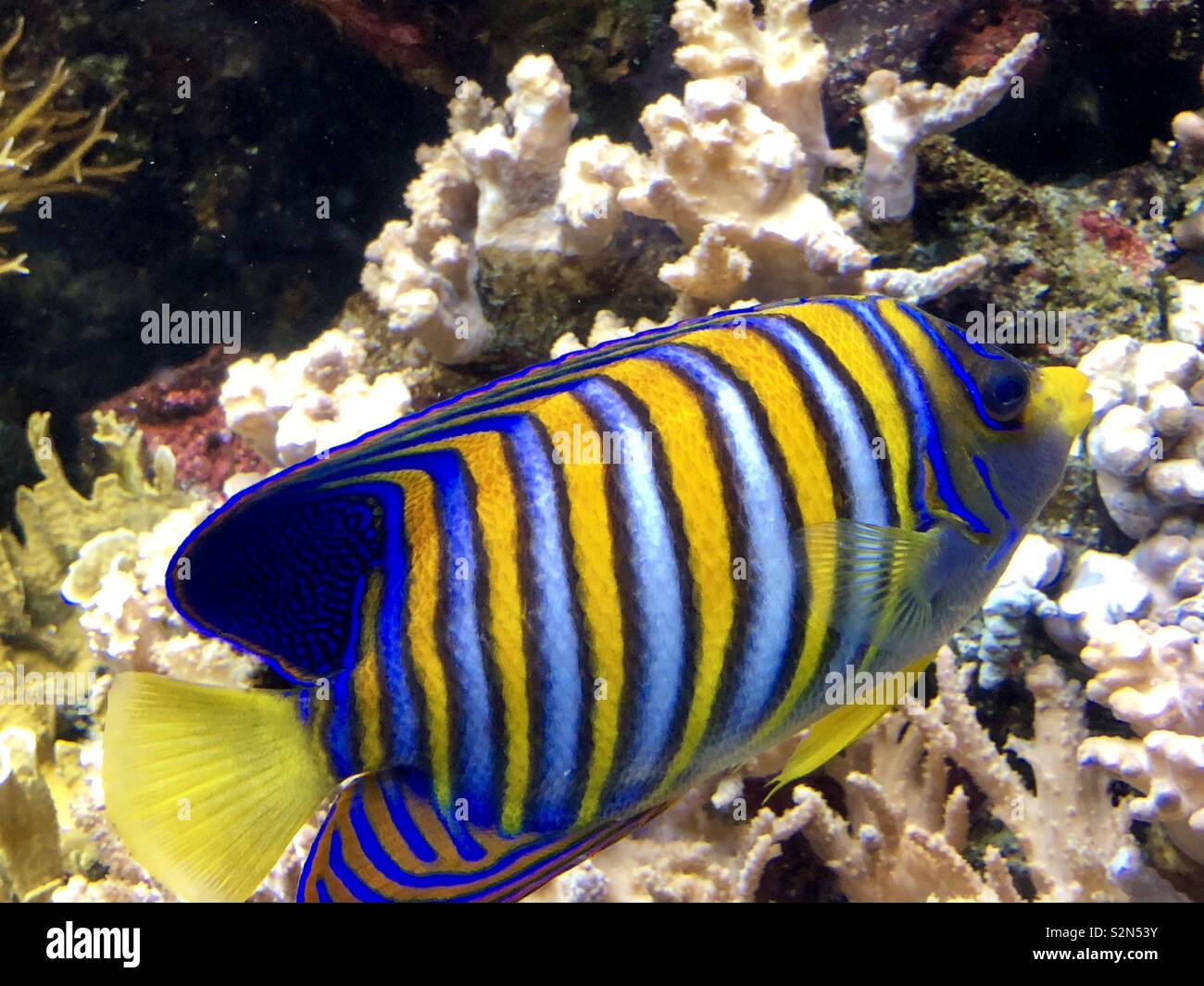 Striped Fish High Resolution Stock Photography and Images - Alamy