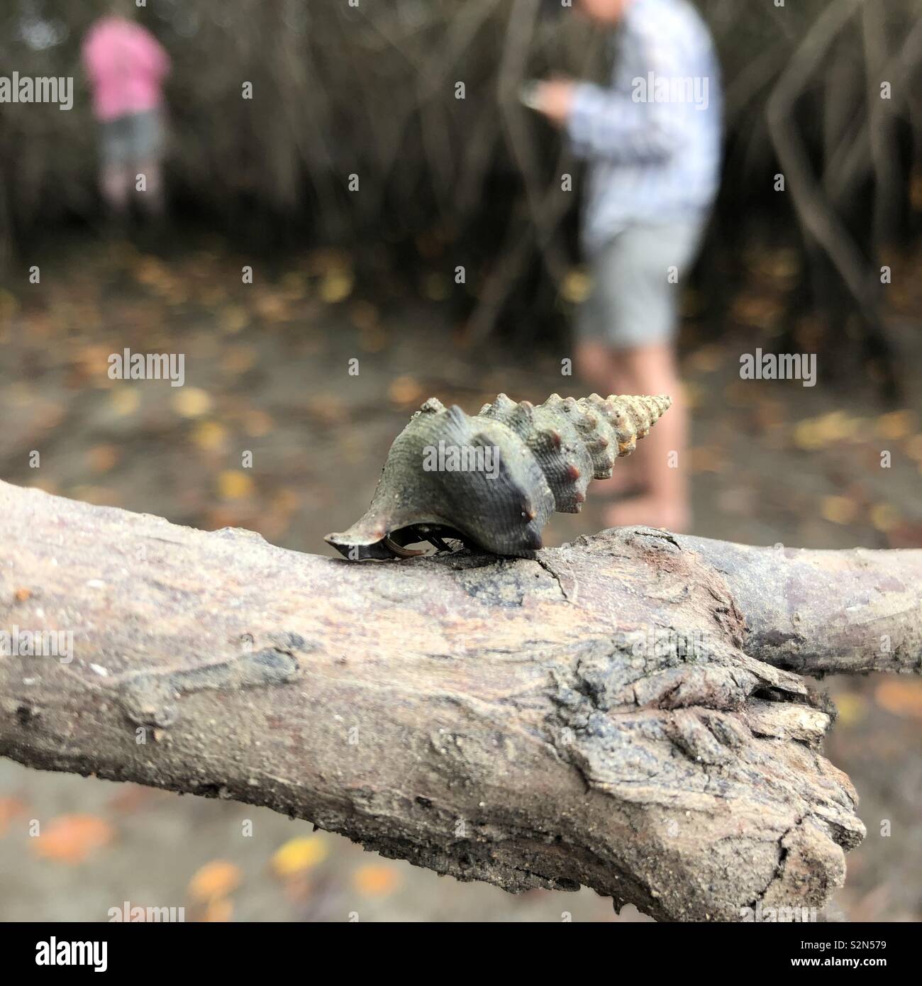 Mangrove and shell hi-res stock photography and images - Alamy