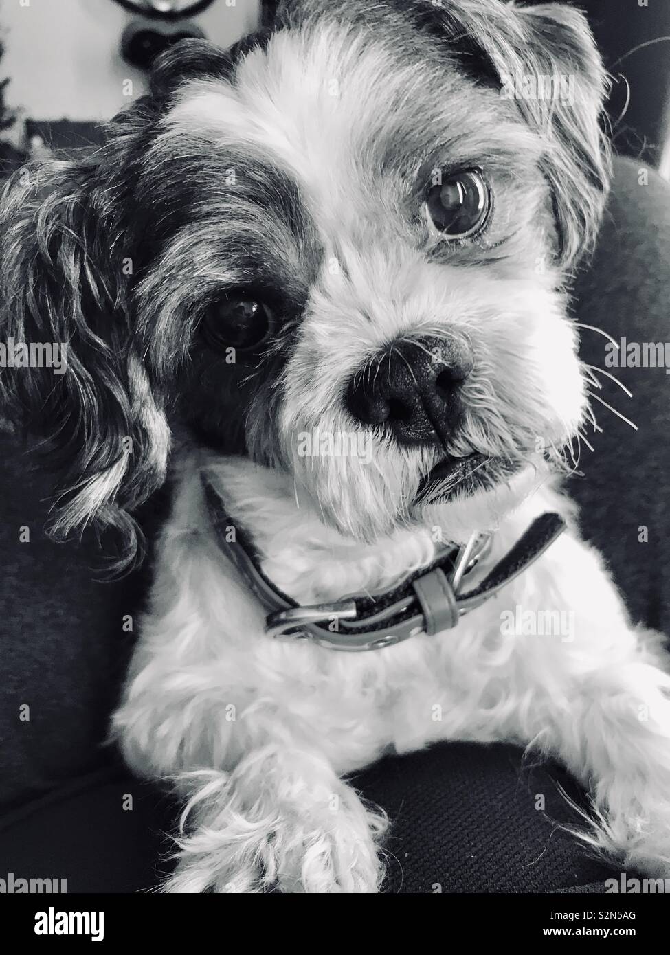 Bijon dog hi-res stock photography and images - Alamy