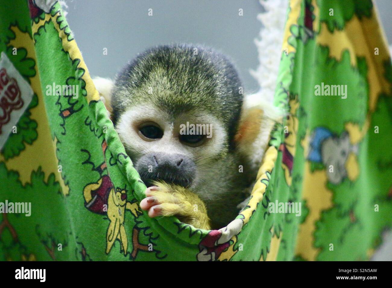 Edmonton Zoo High Resolution Stock Photography and Images - Alamy