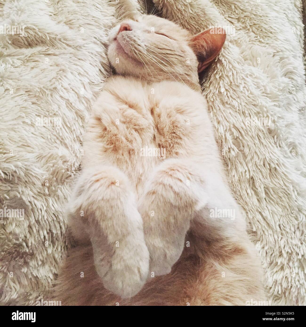 Happy sleeping cat hi-res stock photography and images - Alamy