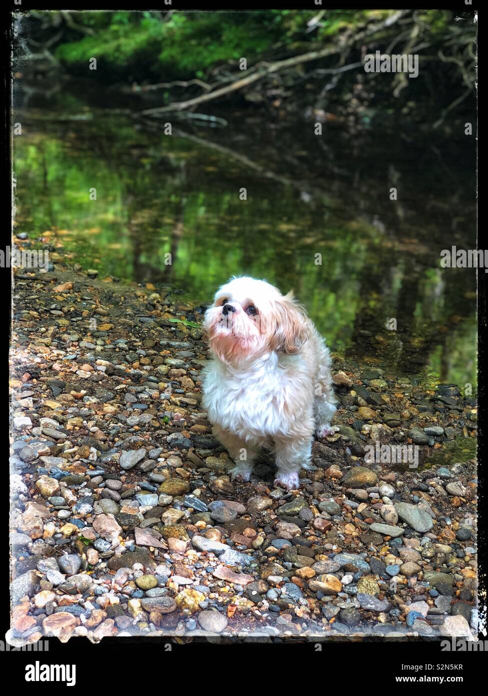 Shitz tzu hi-res stock photography and images - Alamy