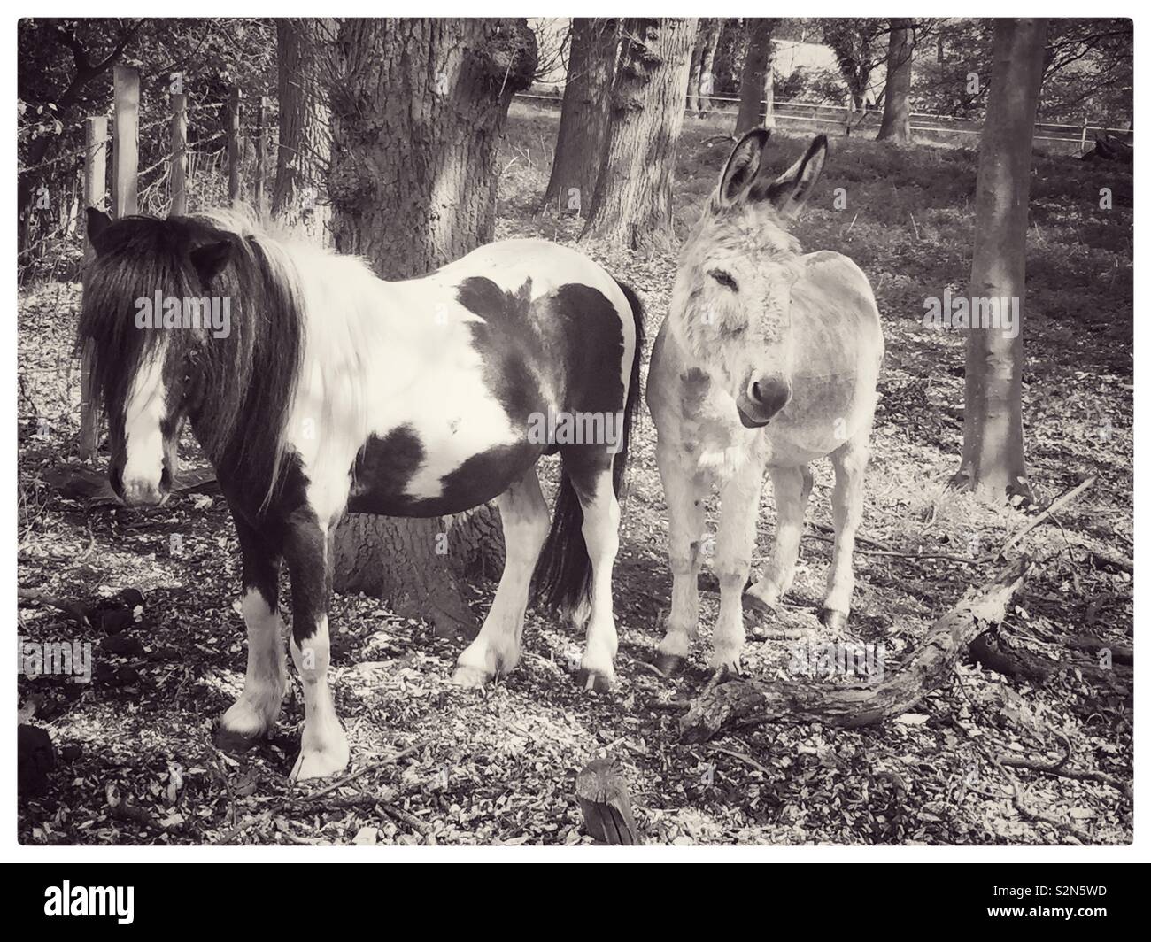 Donkey friends hi-res stock photography and images - Alamy