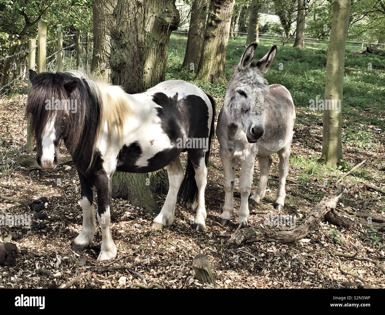 Donkey friends hi-res stock photography and images - Alamy