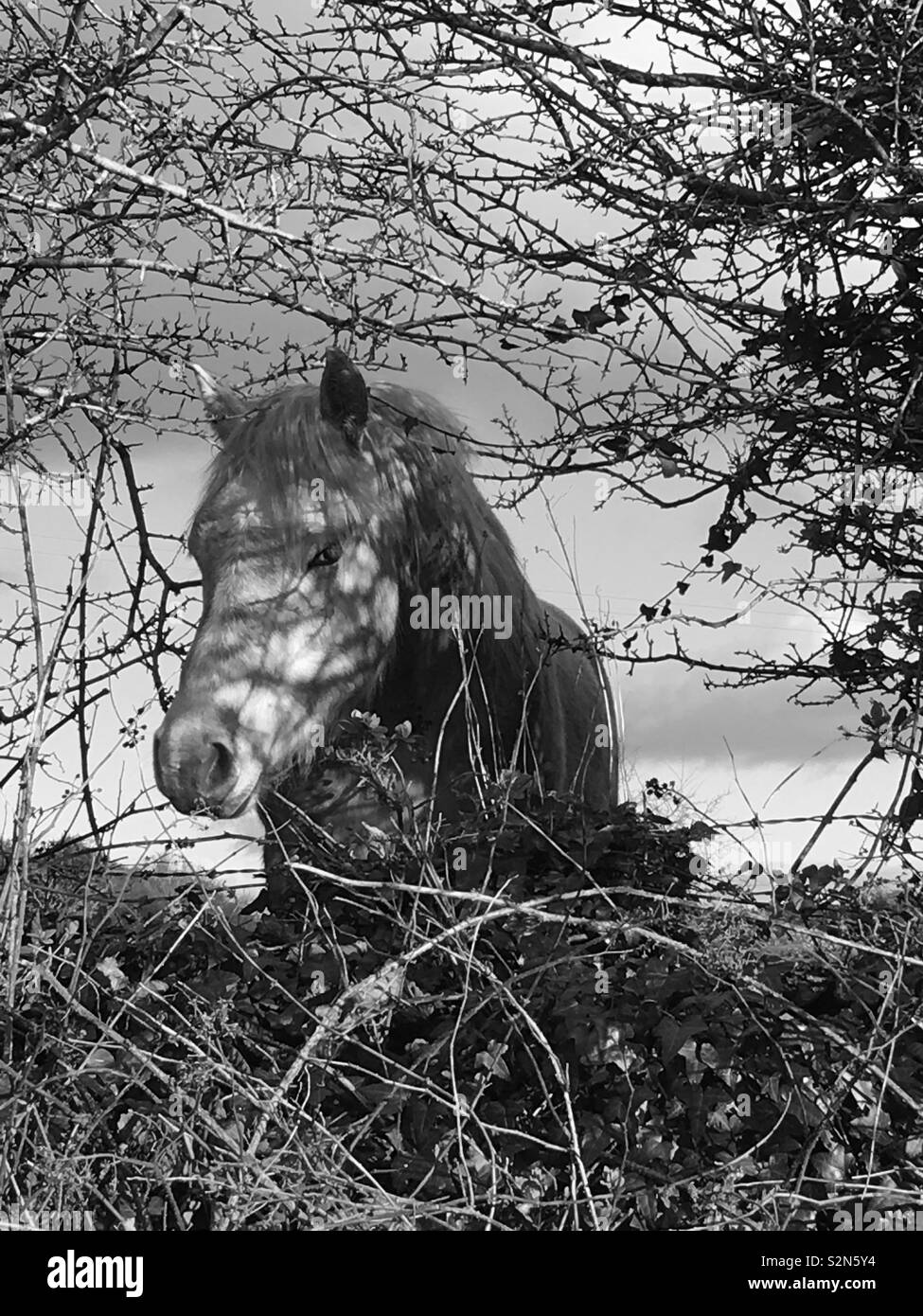 Mysterious horse hi-res stock photography and images - Alamy