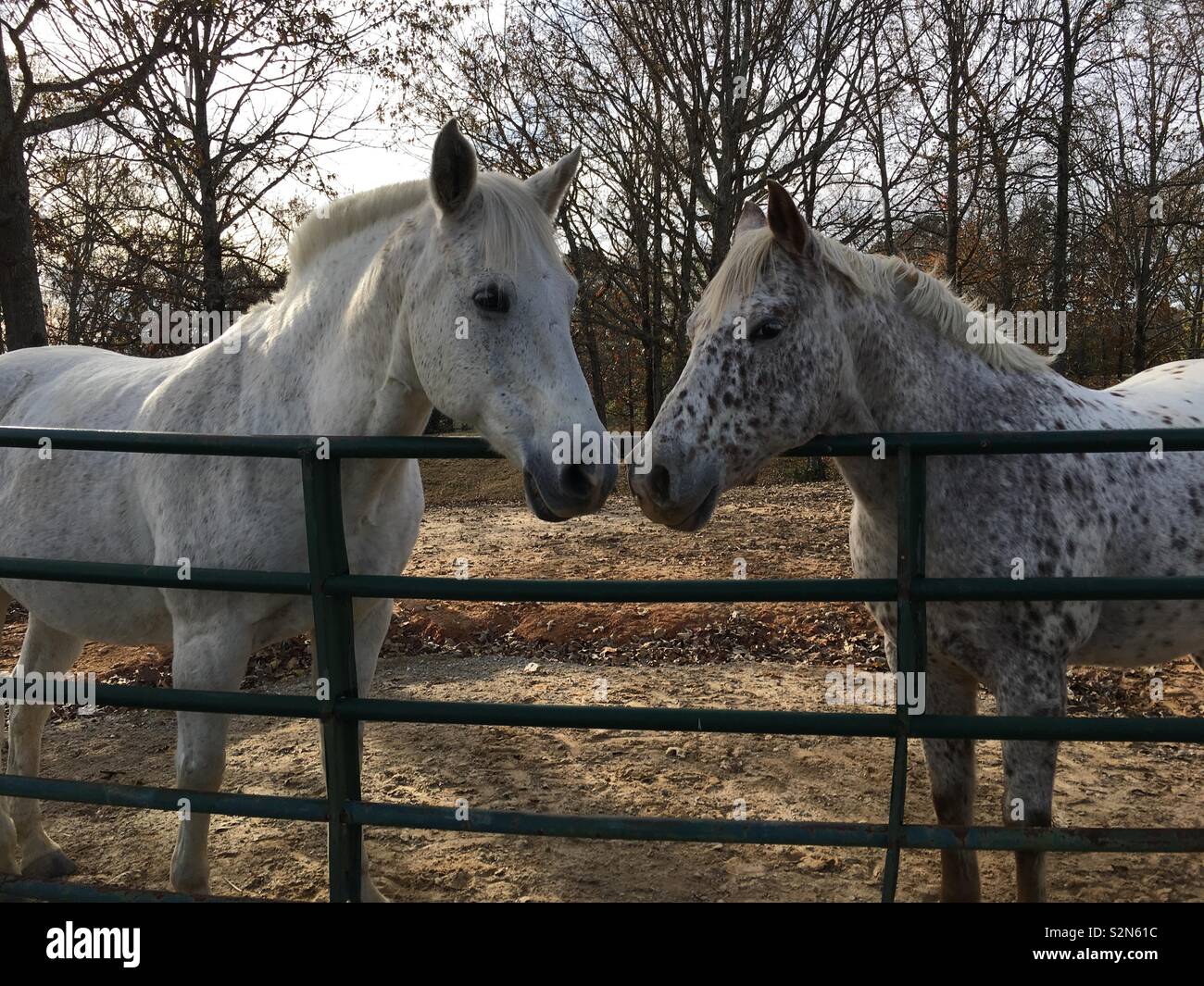 Equine buddies hi-res stock photography and images - Alamy