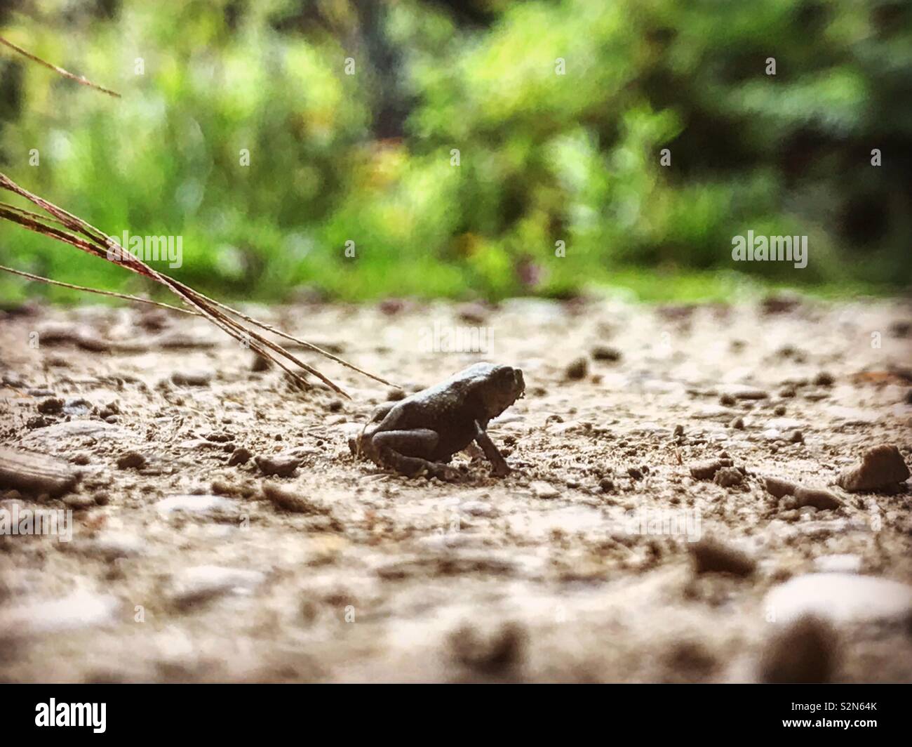 Baby frog hi-res stock photography and images - Alamy