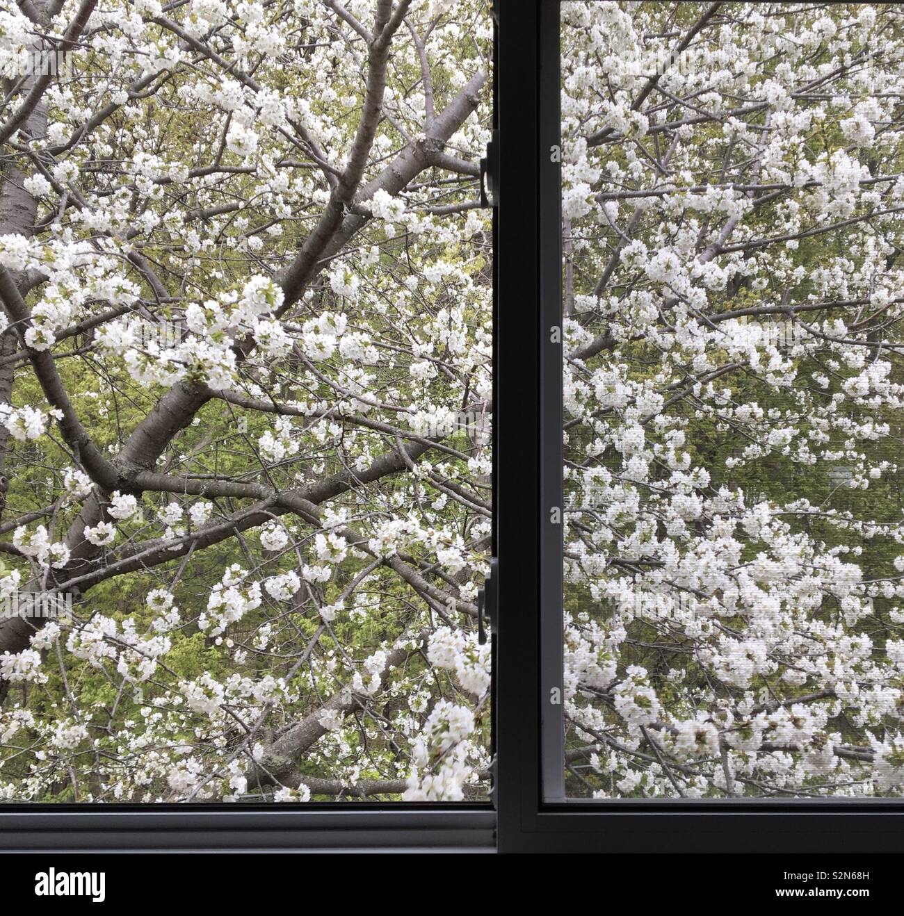 Blossom through window hi-res stock photography and images - Alamy