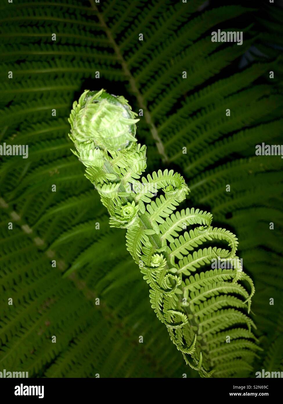 Flash photo of fern unfurling Stock Photo - Alamy