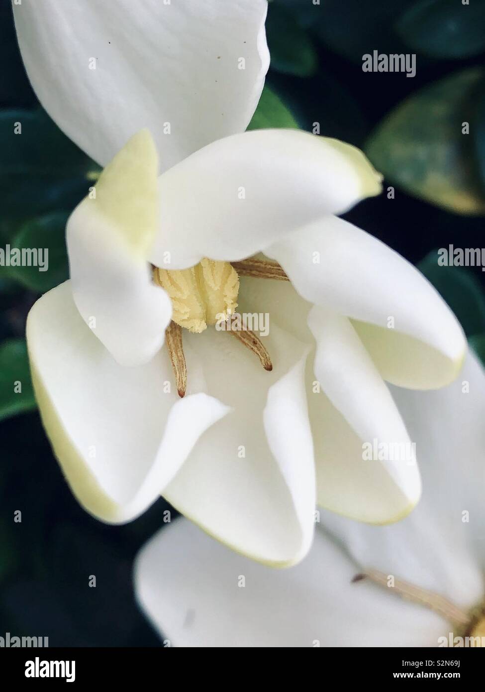 Single gardenia blossom opening Stock Photo - Alamy