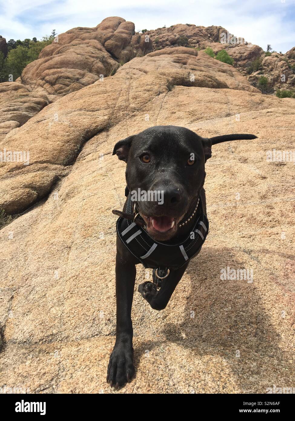 Black Lab Pitbull Mix