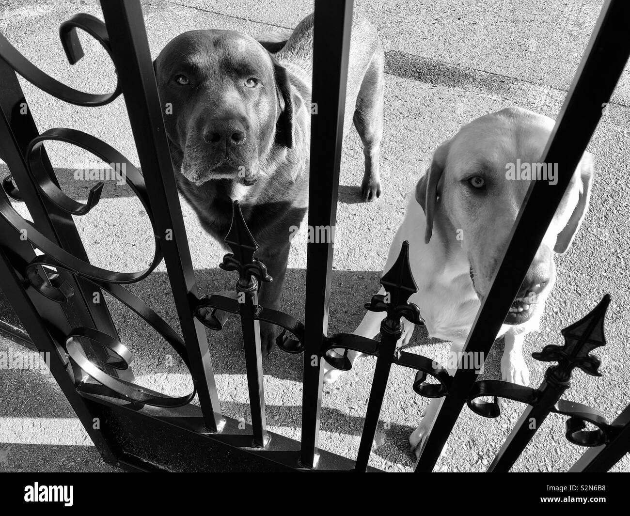 Two dogs behind a gate Stock Photo - Alamy