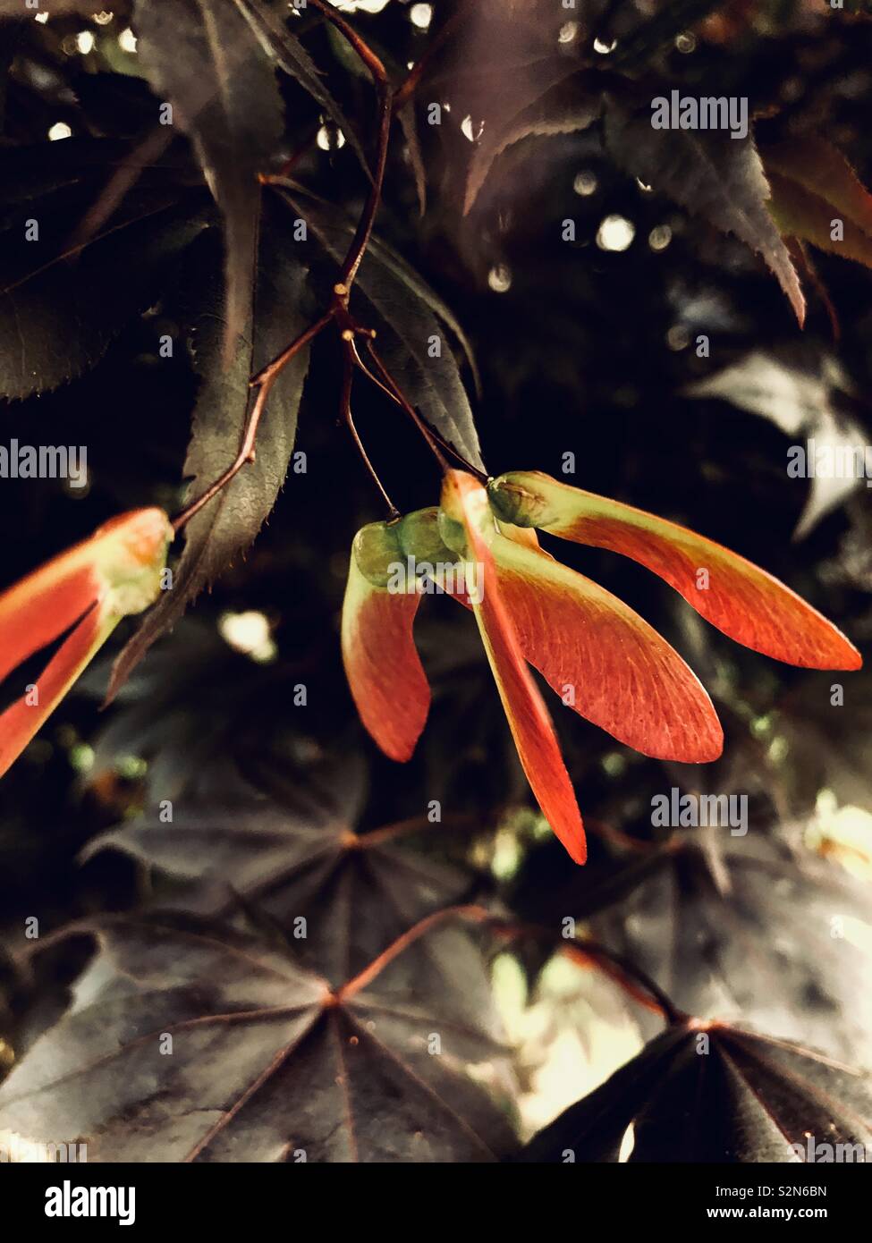 Maple seeds hi-res stock photography and images - Alamy