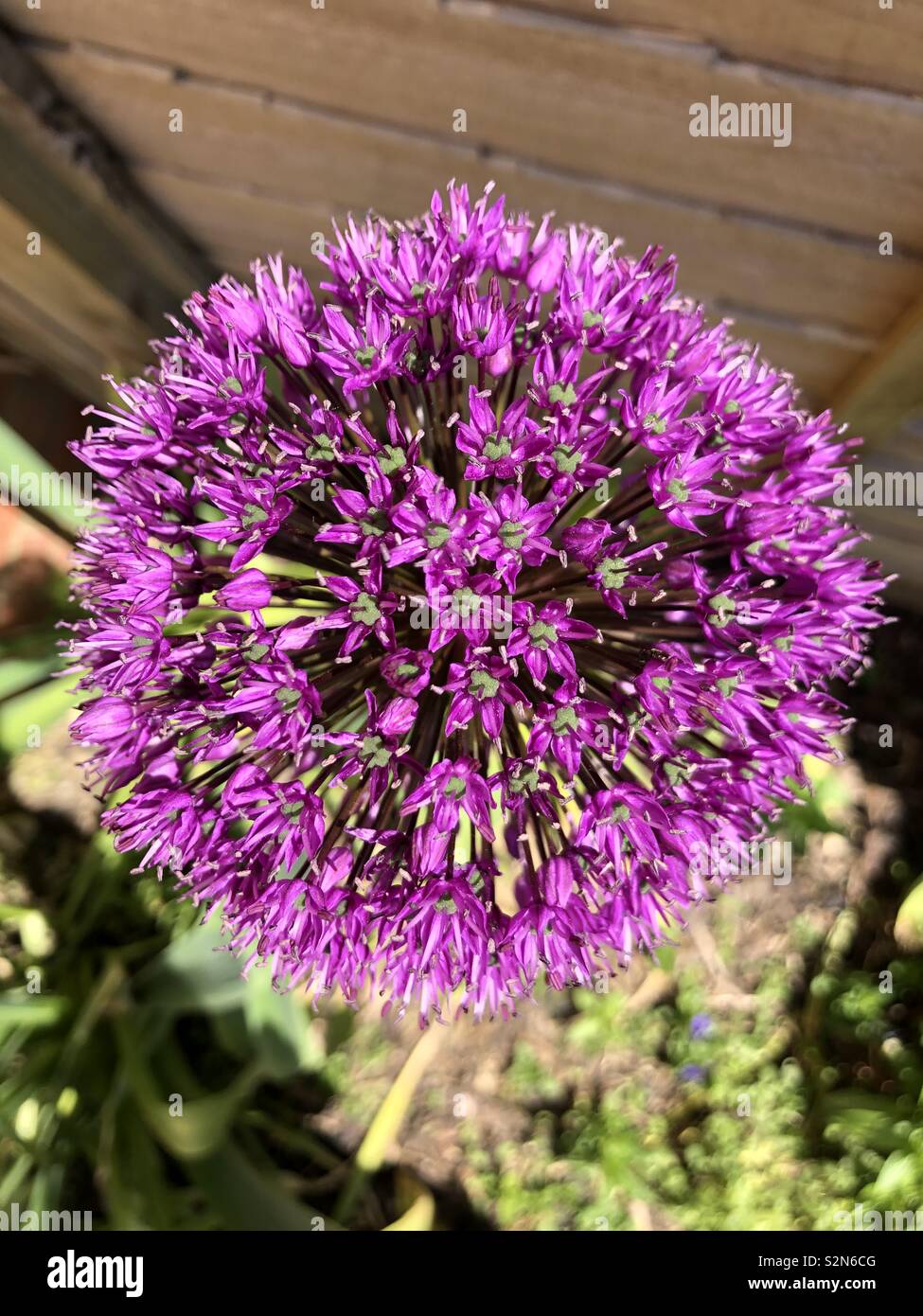Beautiful purple agapanthus Stock Photo - Alamy