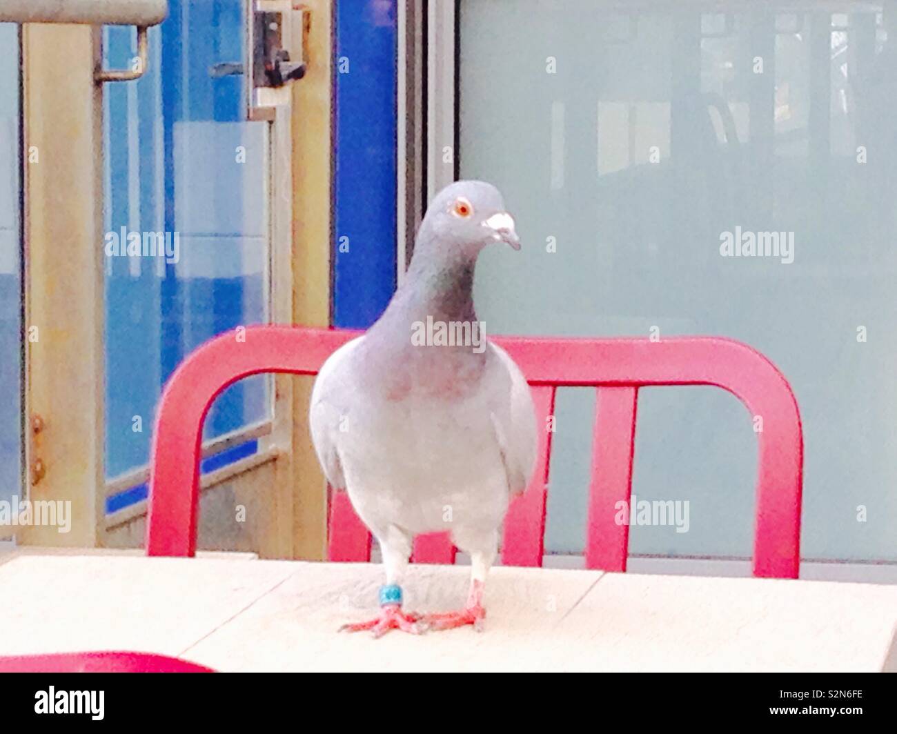 Pigeon dining out Stock Photo - Alamy