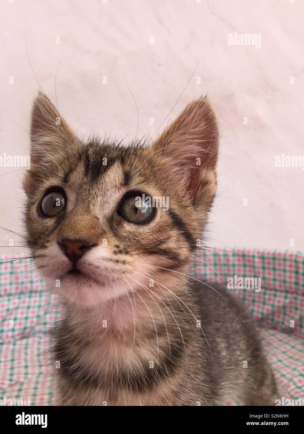 Mu cat. O meu gato Stock Photo - Alamy