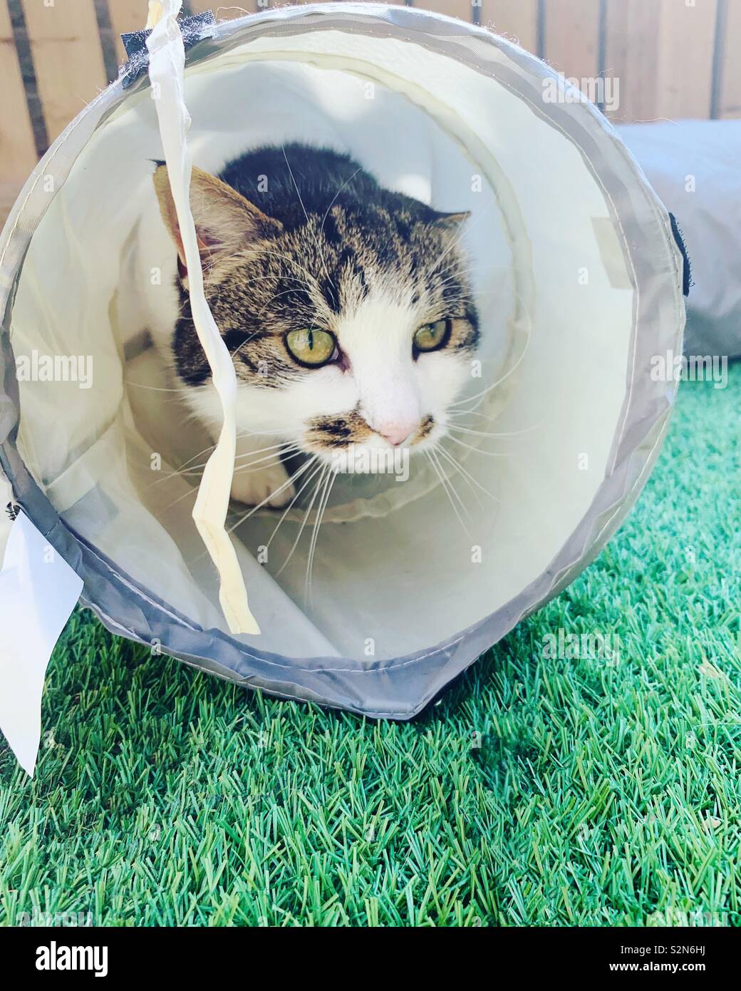 Cat going through tunnel Stock Photo - Alamy