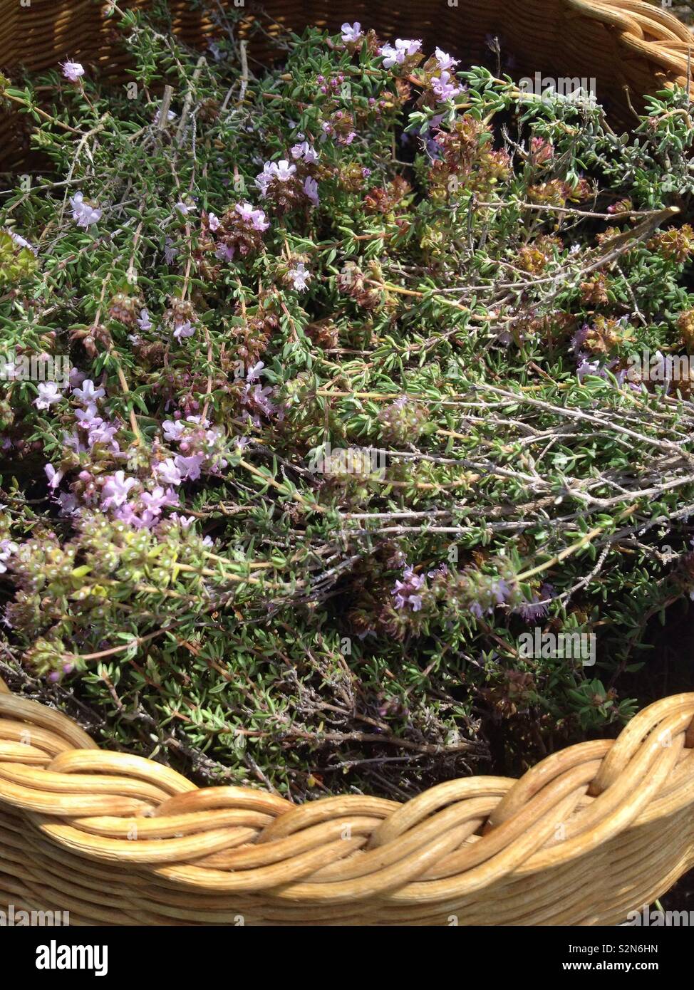 Harvest thyme in the countryside in the spring Stock Photo - Alamy