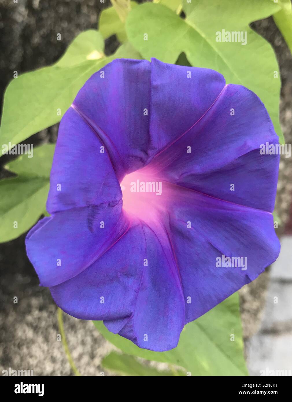 Beautiful pink flower Stock Photo - Alamy