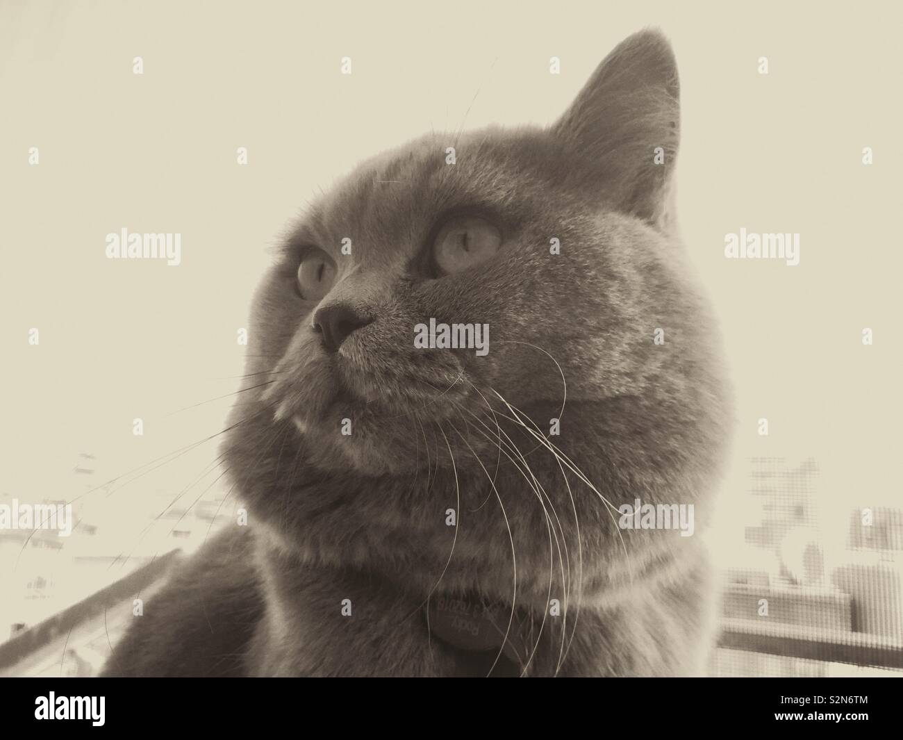 British grey cat portrait sitting on a window against the sky with one ...